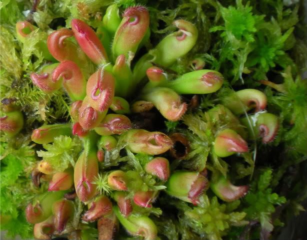 Heliamphora hispida photos
